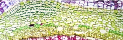 Commvault Selected by Clinical Research Organization Quanticate ...