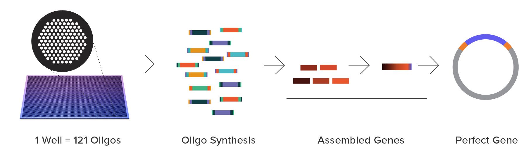 Microsoft Purchases Ten Million Long Oligonucleotides From Twist ...