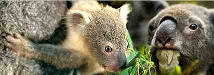 SGI Helps Queensland Government Accelerate Climate Science in Australia ...